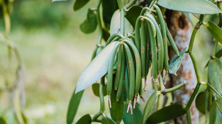 How to Make Homemade Pepsi Cola at Home,Ultimate Drink Guide